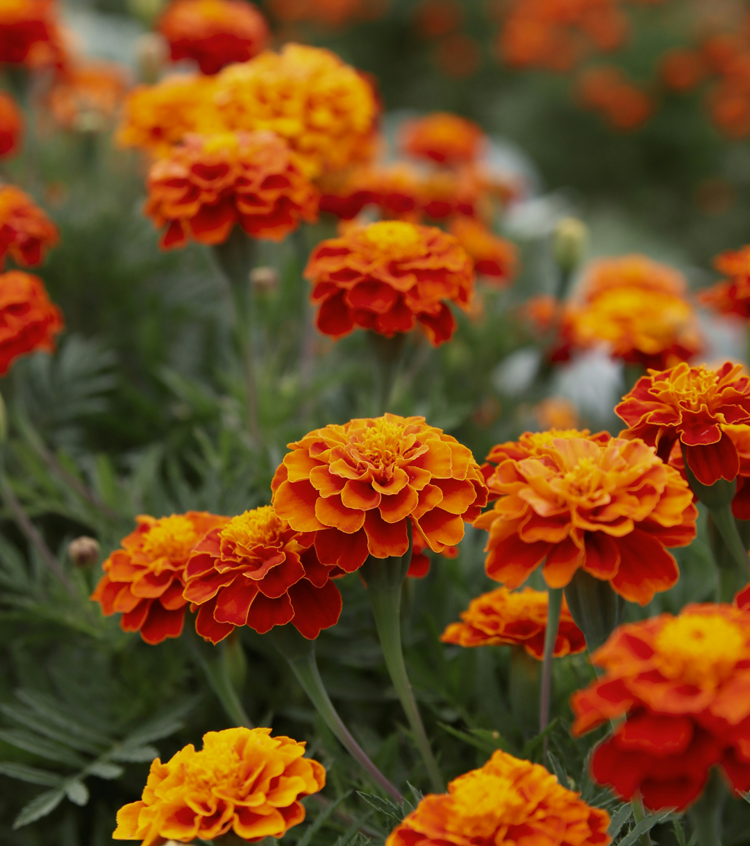 The Sacred Marigolds - Green Street